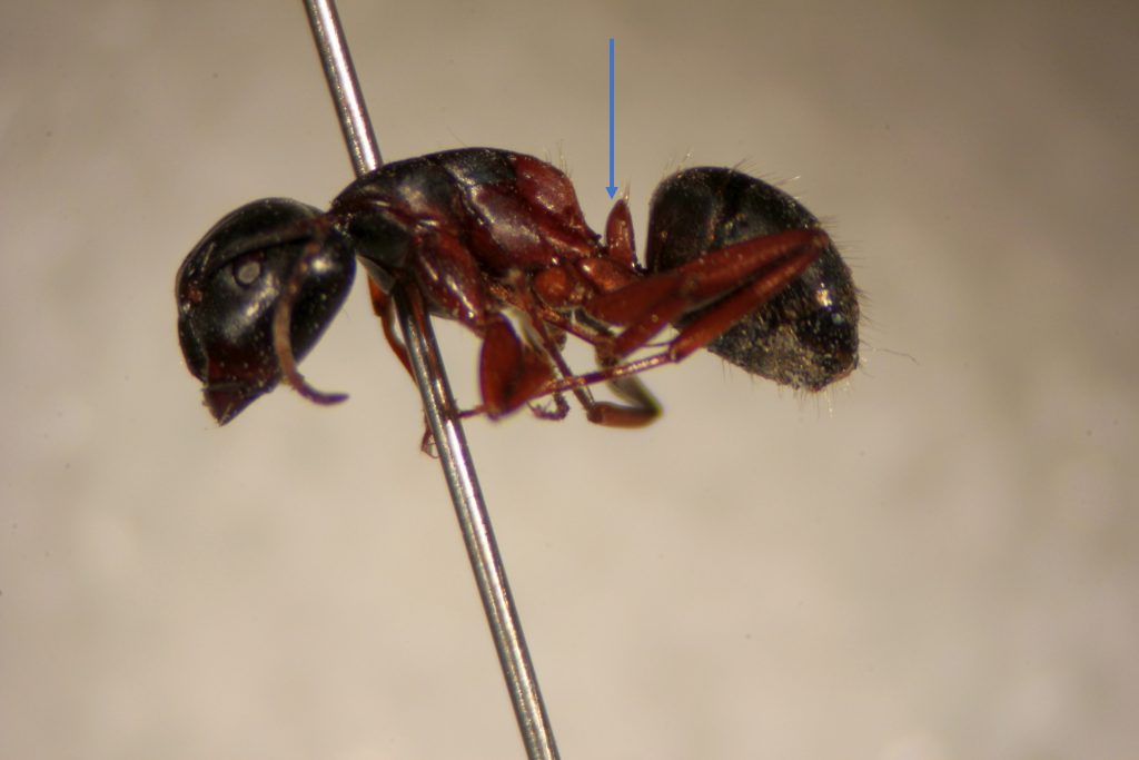 Some Key Characteristics – UNBC BIOL 322, Entomology