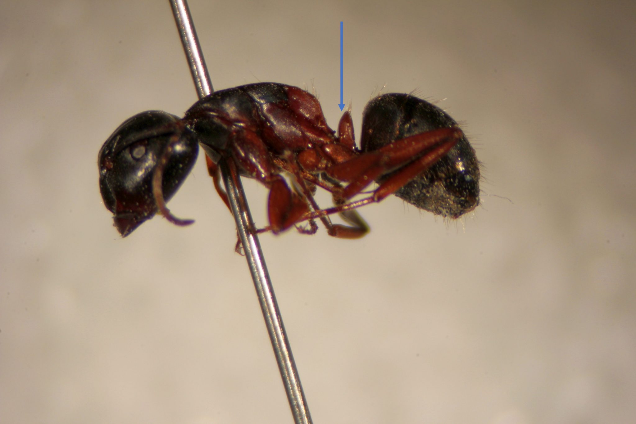 Some Key Characteristics – UNBC BIOL 322, Entomology