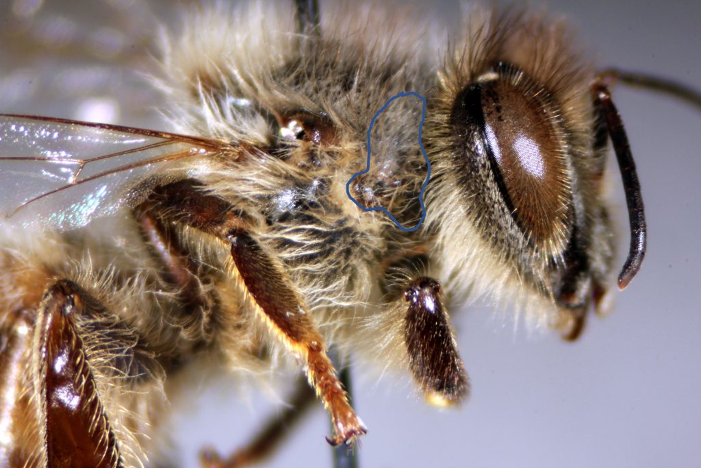 Some Key Characteristics – UNBC BIOL 322, Entomology