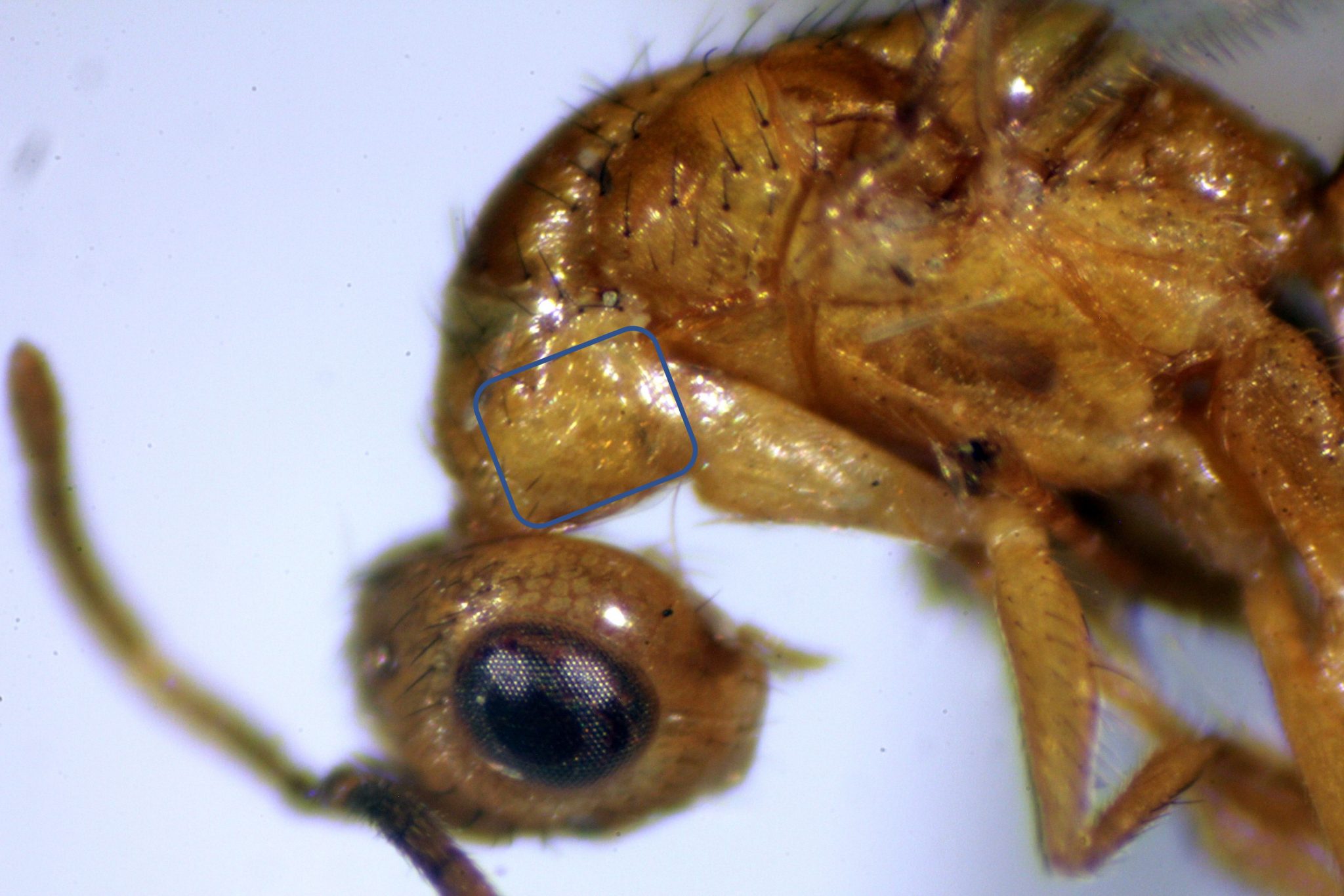 Some Key Characteristics – UNBC BIOL 322, Entomology