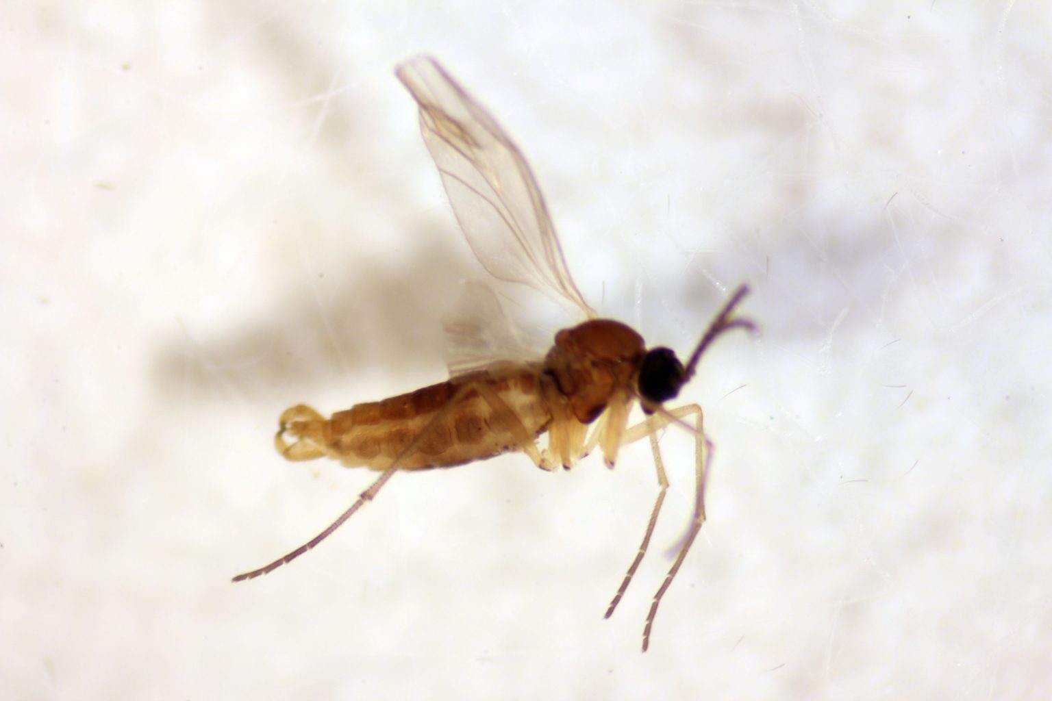 Diptera – Nematocera – UNBC BIOL 322, Entomology