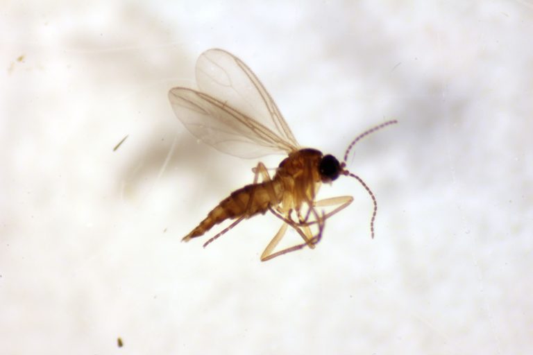 Diptera – Nematocera – UNBC BIOL 322, Entomology