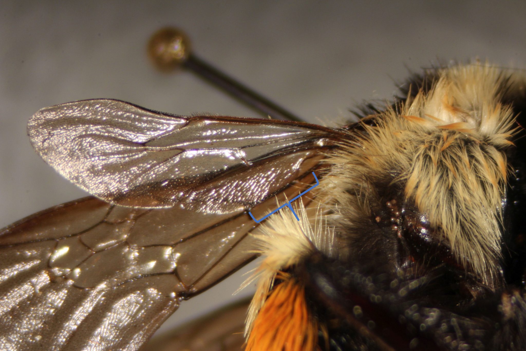 Some Key Characteristics – UNBC BIOL 322, Entomology