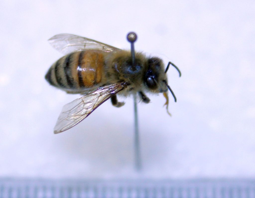 Apocrita II – UNBC BIOL 322, Entomology