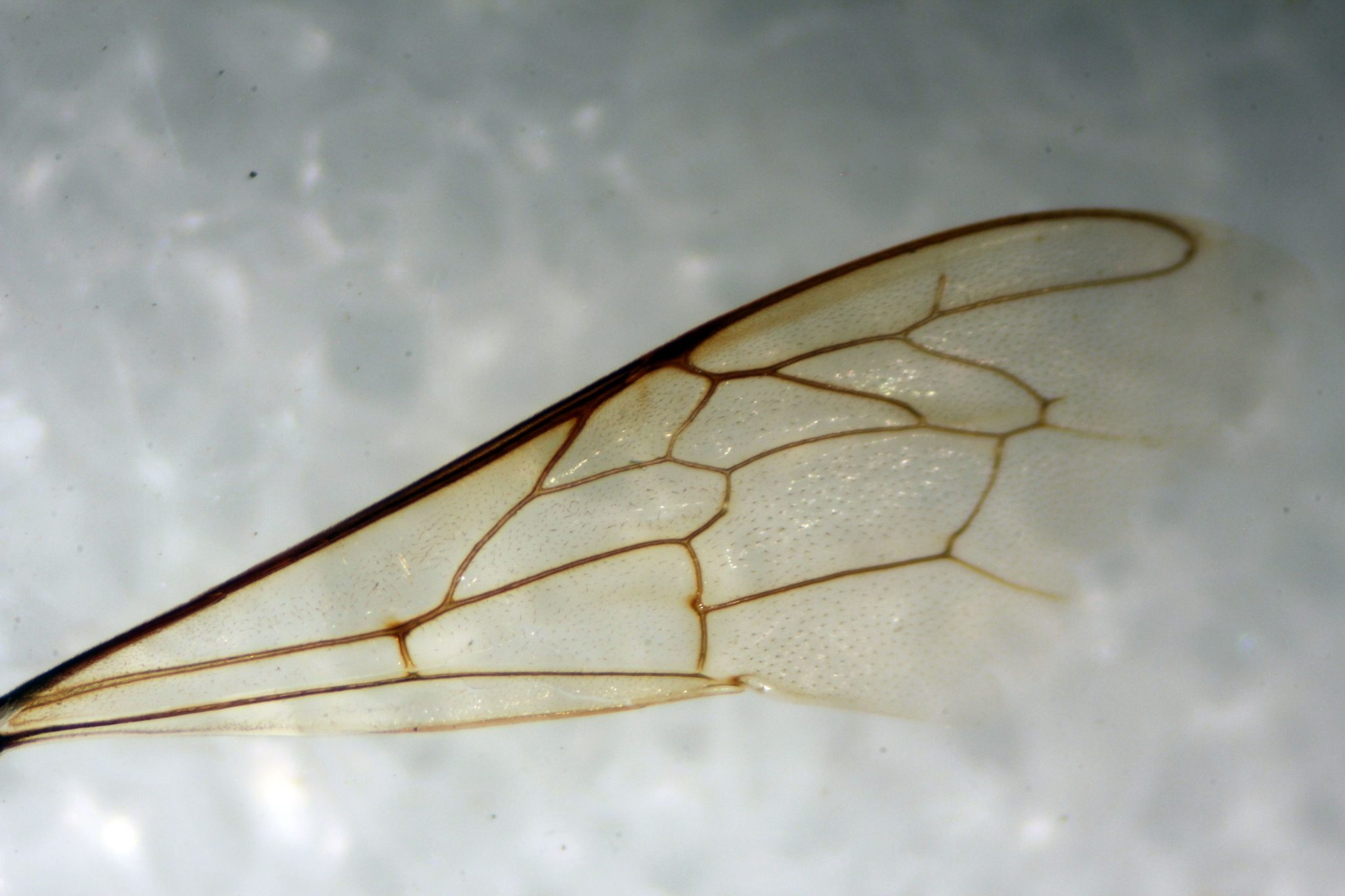 Apocrita II – UNBC BIOL 322, Entomology