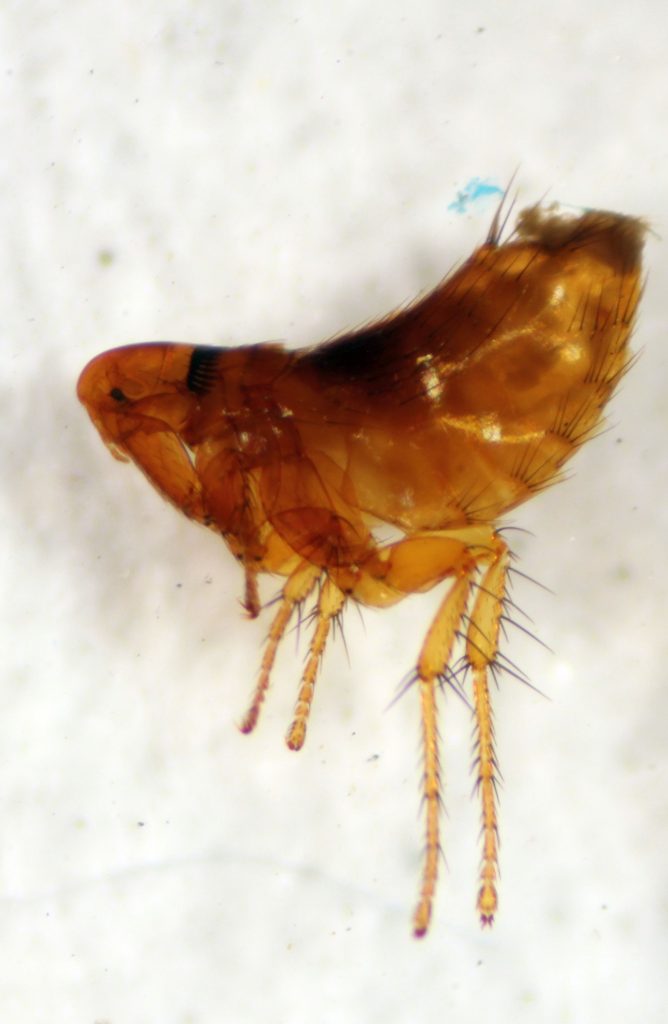 Siphonaptera – UNBC BIOL 322, Entomology