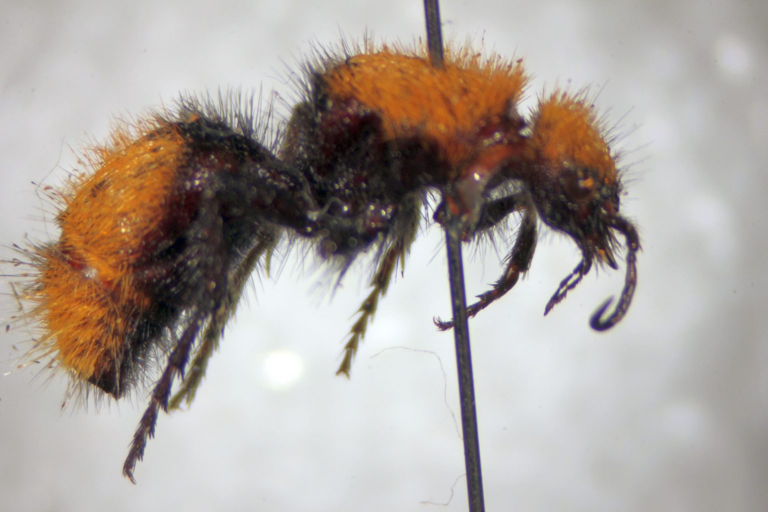 Some Key Characteristics – UNBC BIOL 322, Entomology