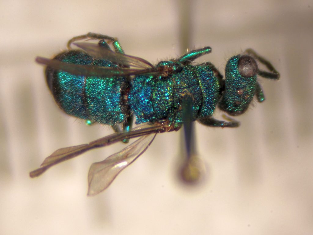 Apocrita I – UNBC BIOL 322, Entomology