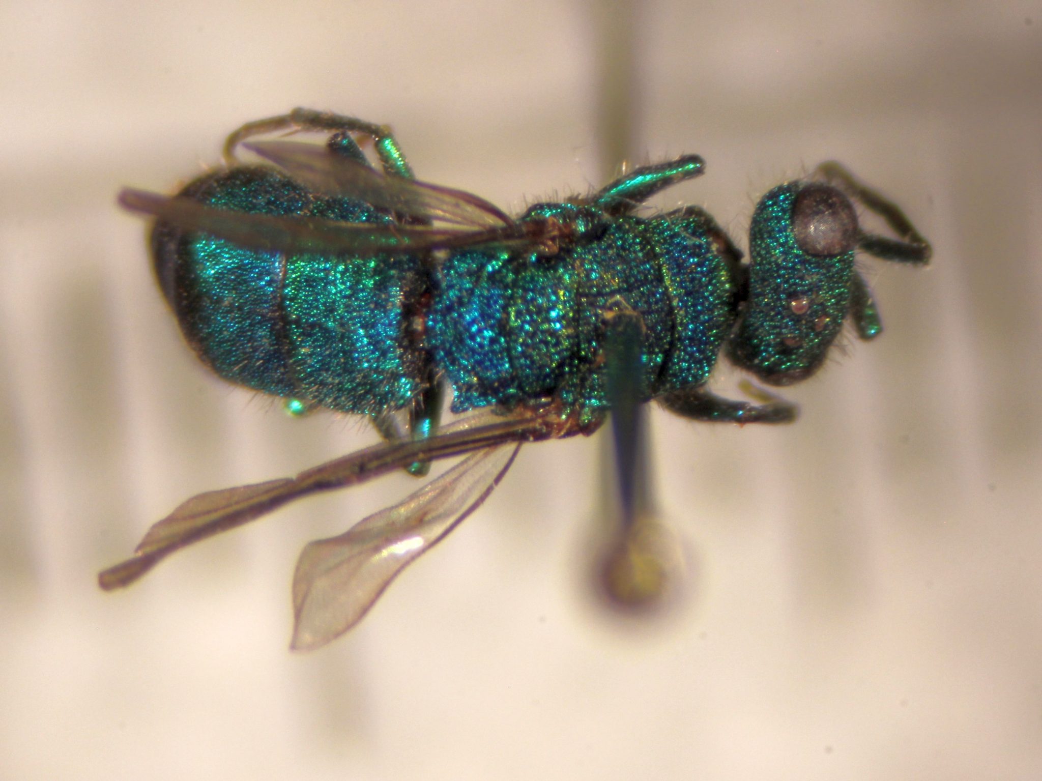 Apocrita I – UNBC BIOL 322, Entomology