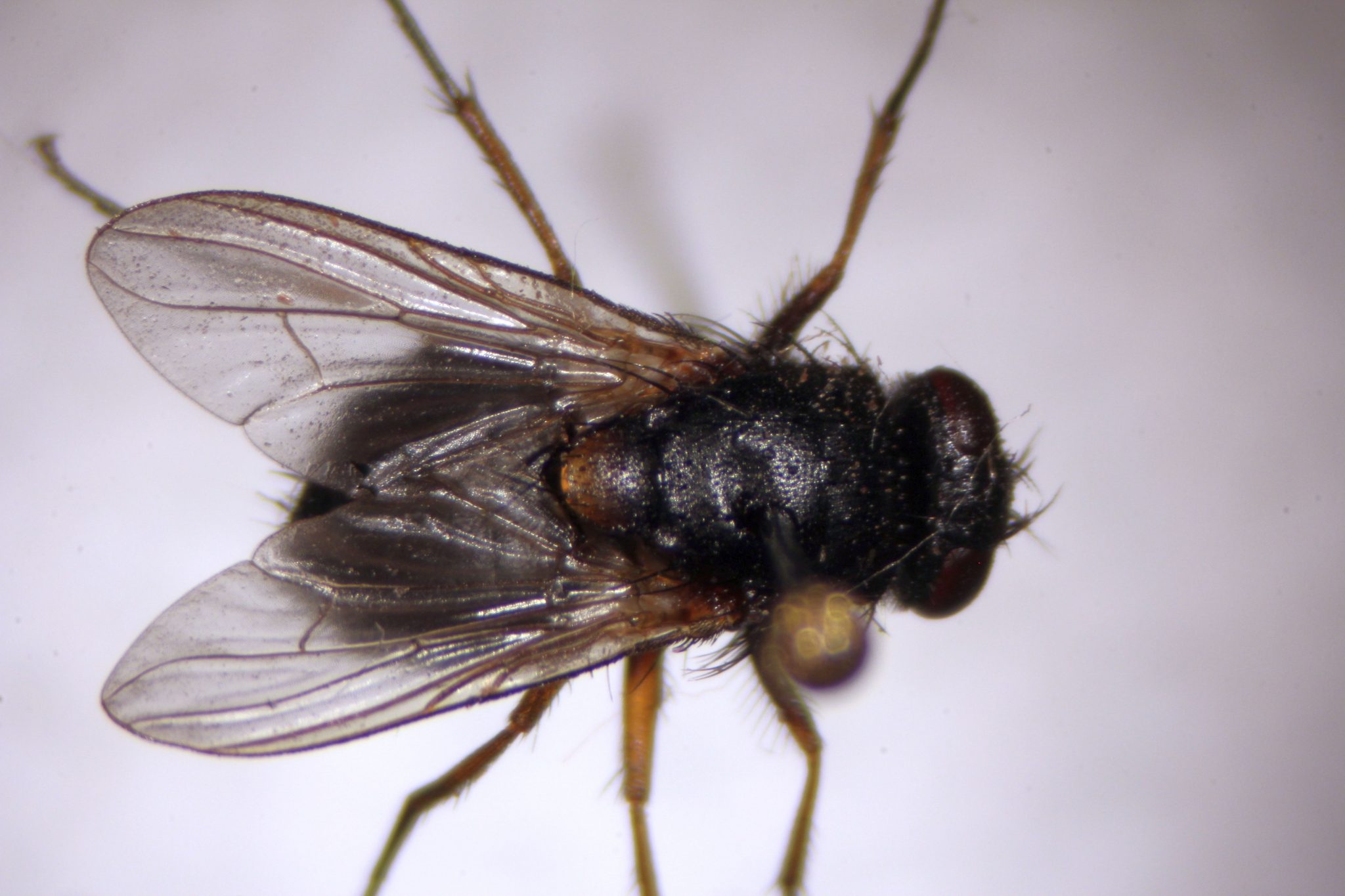 Diptera – Brachycera – Muscomorpha – UNBC BIOL 322, Entomology