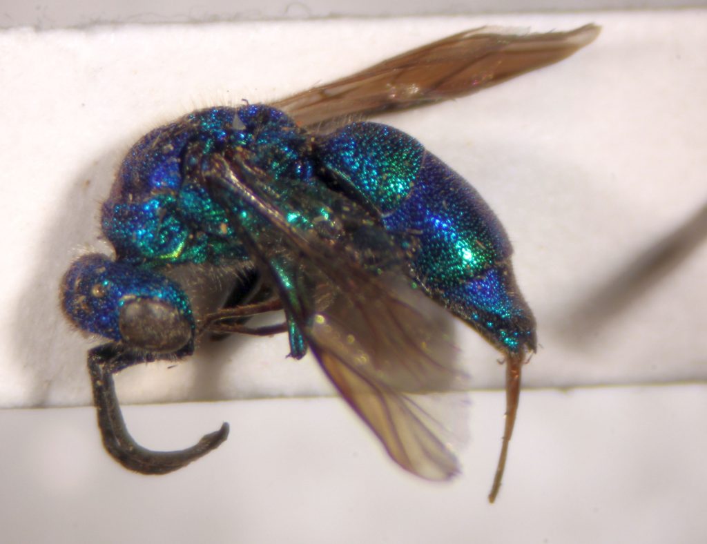 Apocrita I – UNBC BIOL 322, Entomology