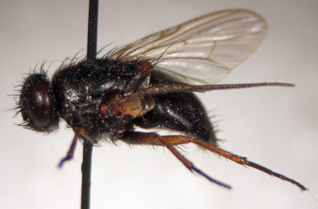 Diptera – Brachycera – Muscomorpha – UNBC BIOL 322, Entomology