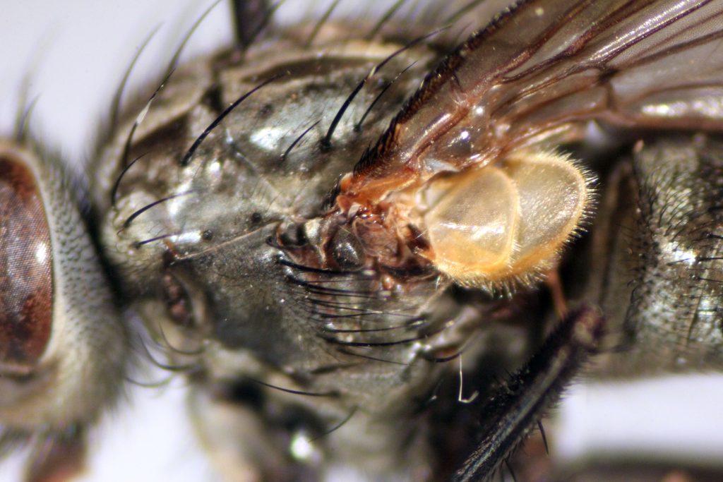 Diptera – Brachycera – Muscomorpha – UNBC BIOL 322, Entomology