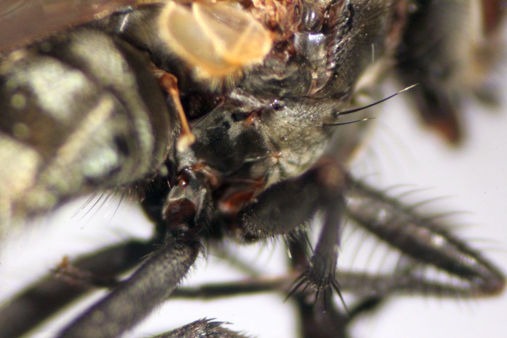 Diptera – Introduction – UNBC BIOL 322, Entomology