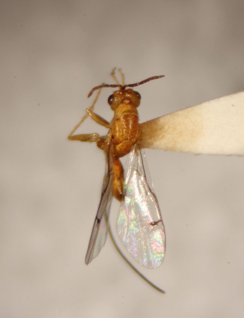 Apocrita I – UNBC BIOL 322, Entomology