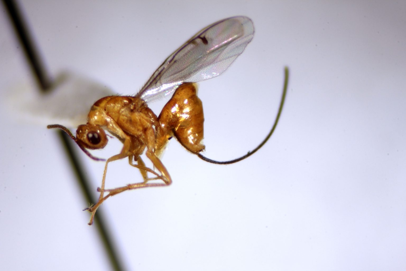 Apocrita I – UNBC BIOL 322, Entomology