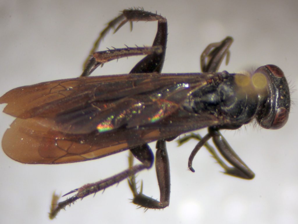 Apocrita II – UNBC BIOL 322, Entomology