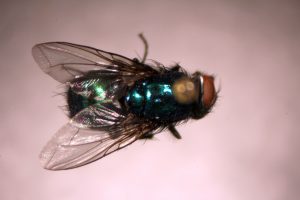 Diptera – Brachycera – Muscomorpha – UNBC BIOL 322, Entomology