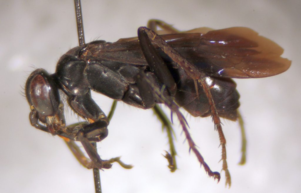 Apocrita II – UNBC BIOL 322, Entomology