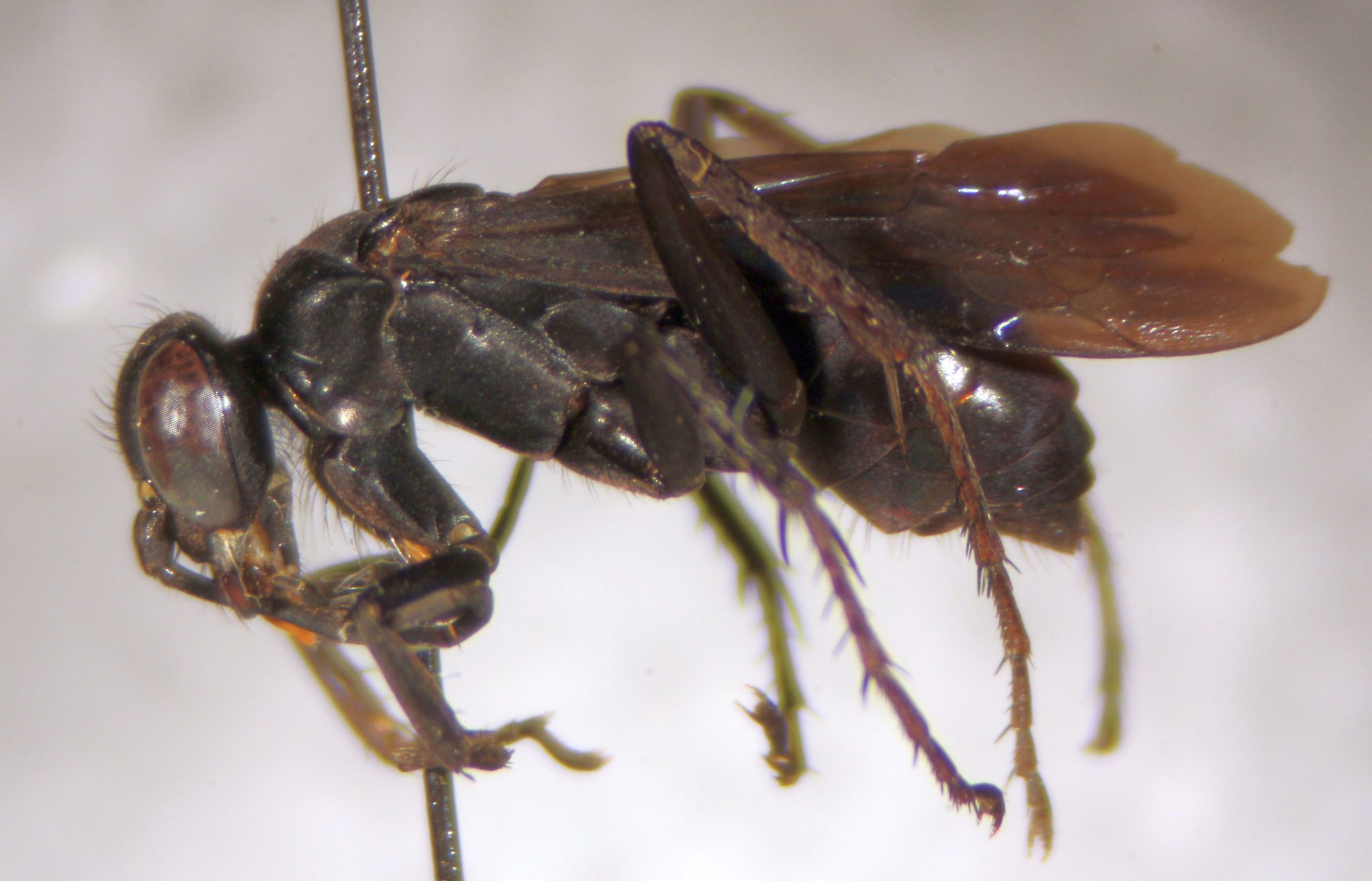 Apocrita II – UNBC BIOL 322, Entomology