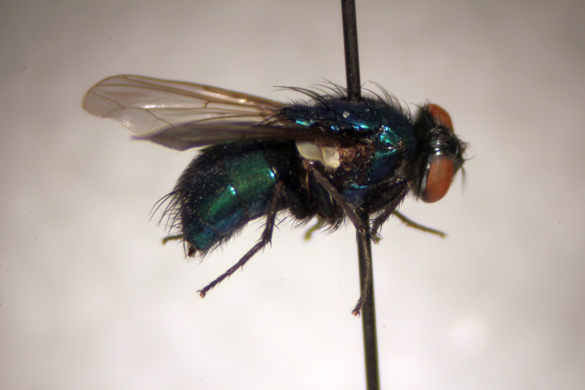 Diptera – Brachycera – Muscomorpha – UNBC BIOL 322, Entomology
