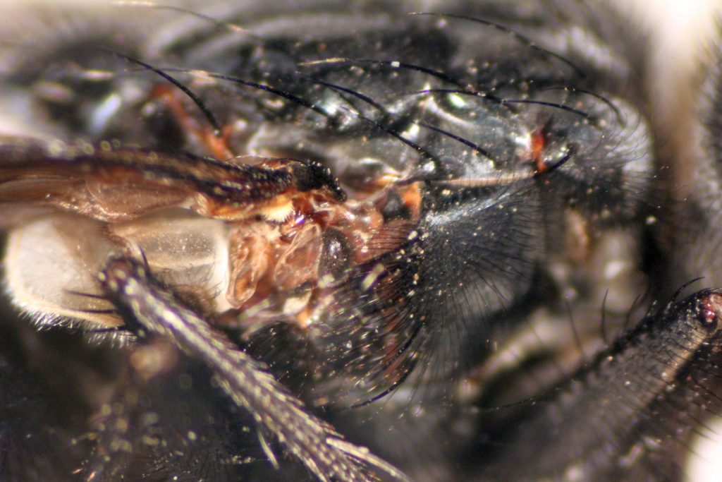Diptera – Brachycera – Muscomorpha – UNBC BIOL 322, Entomology