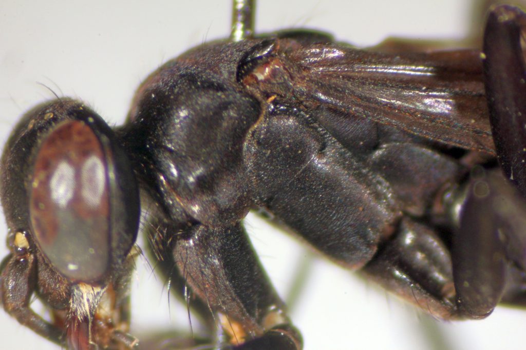 Apocrita II – UNBC BIOL 322, Entomology