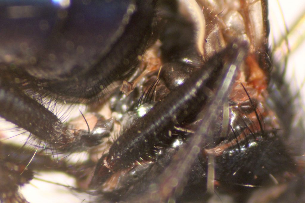 Diptera – Brachycera – Muscomorpha – UNBC BIOL 322, Entomology