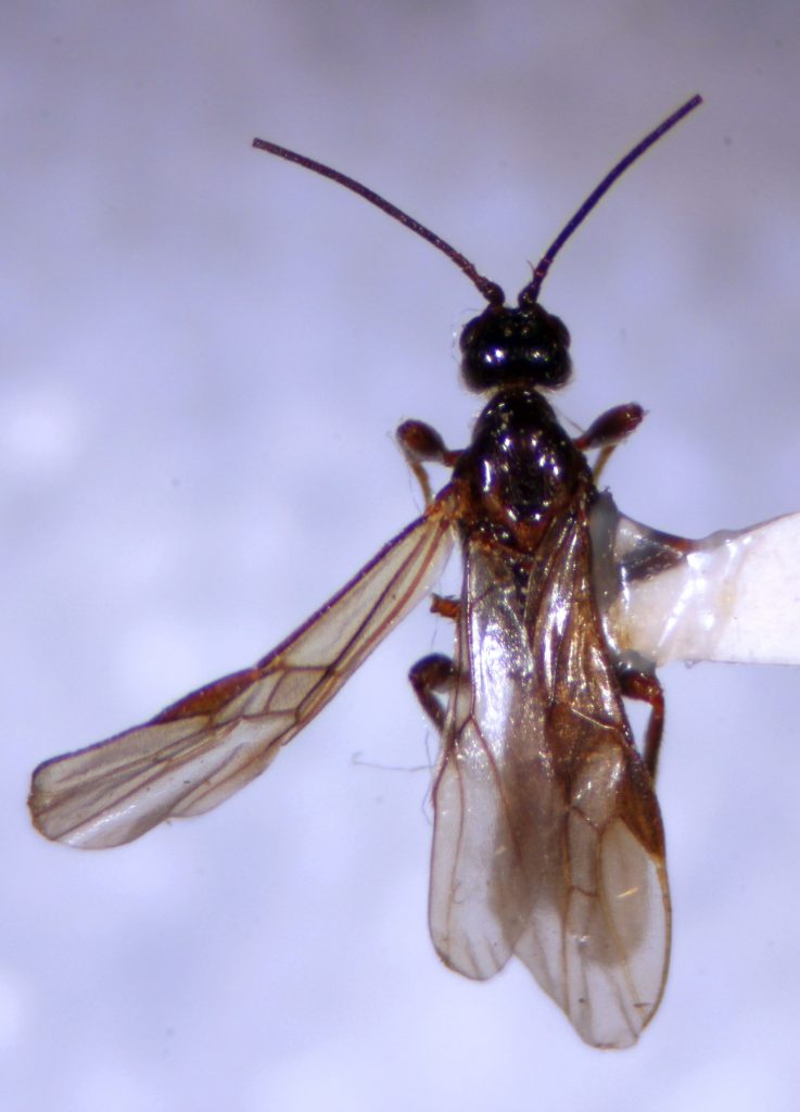 Apocrita I – UNBC BIOL 322, Entomology