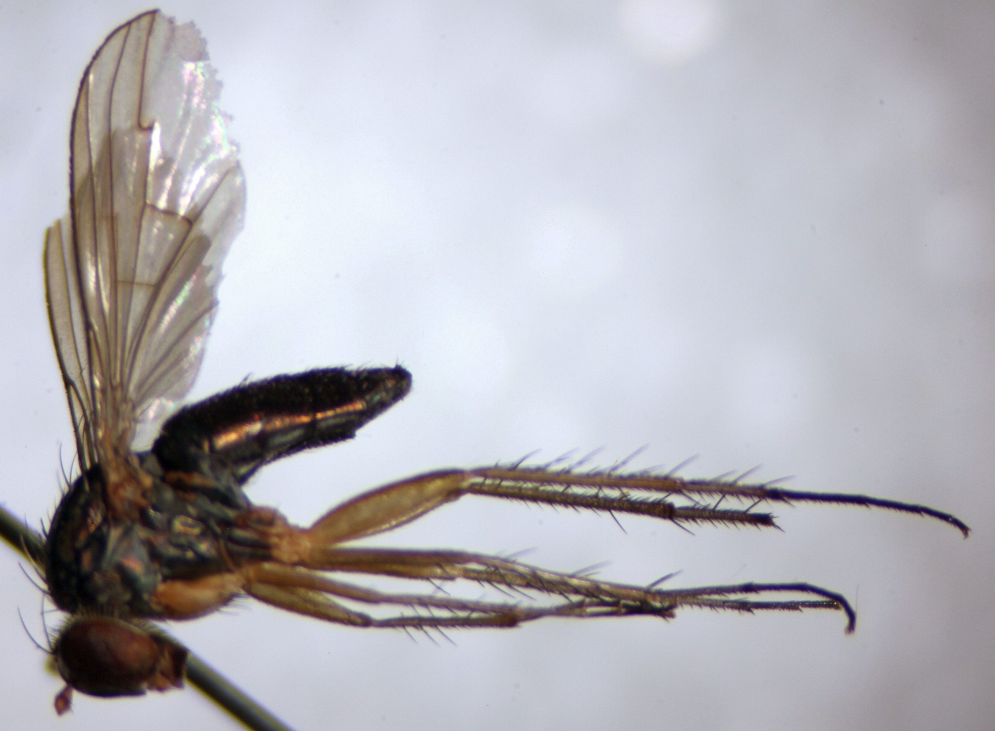 Diptera – Brachycera – UNBC BIOL 322, Entomology