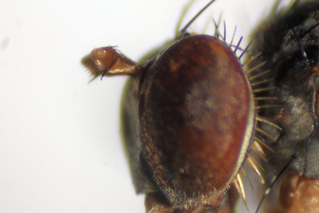 Diptera – Brachycera – UNBC BIOL 322, Entomology