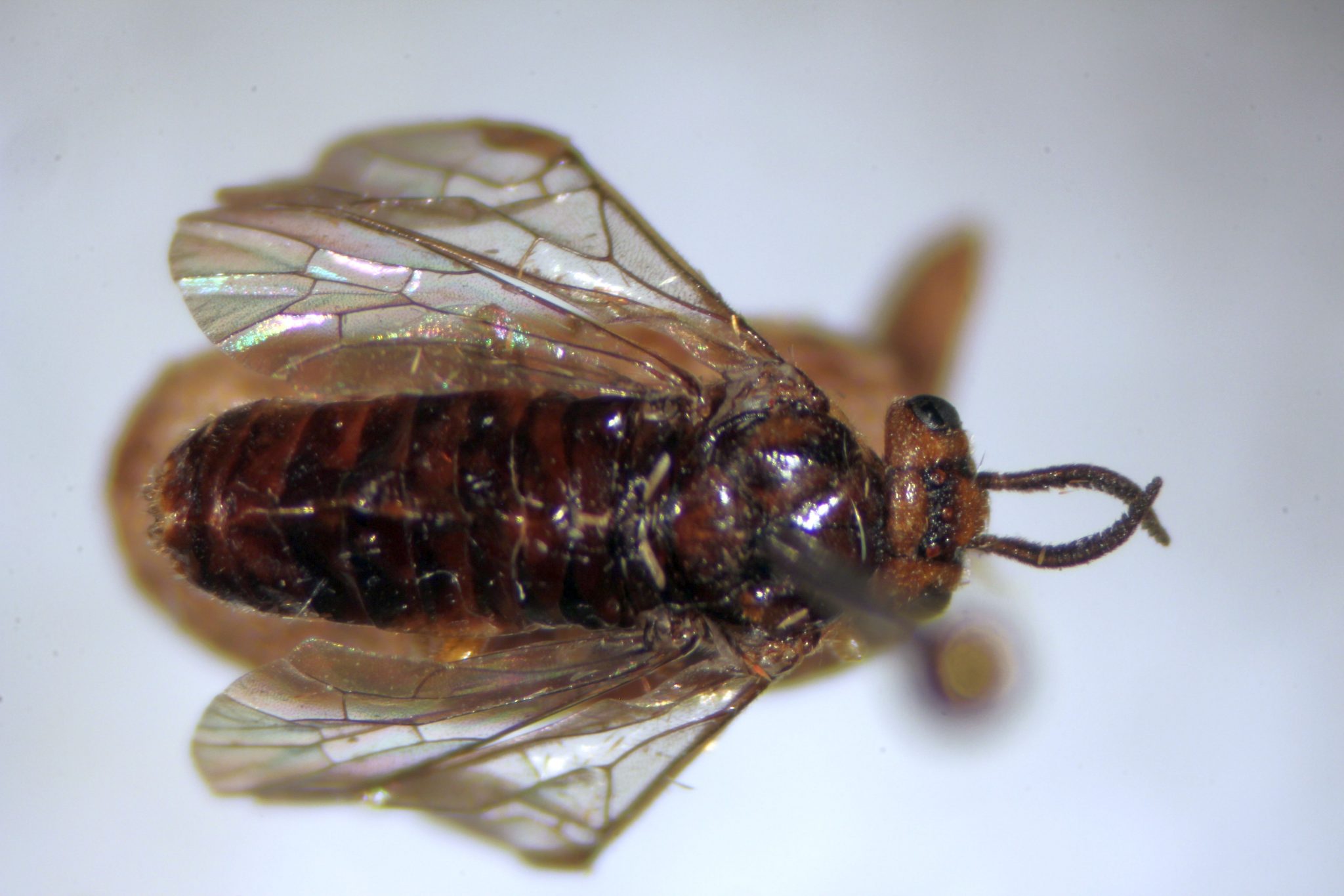 Symphyta – UNBC BIOL 322, Entomology