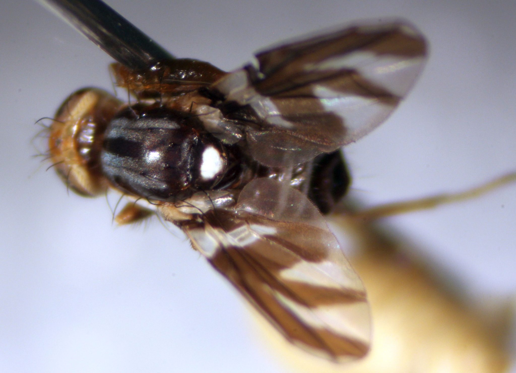 Diptera – Brachycera – Muscomorpha – UNBC BIOL 322, Entomology