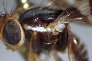 Diptera – Introduction – UNBC BIOL 322, Entomology