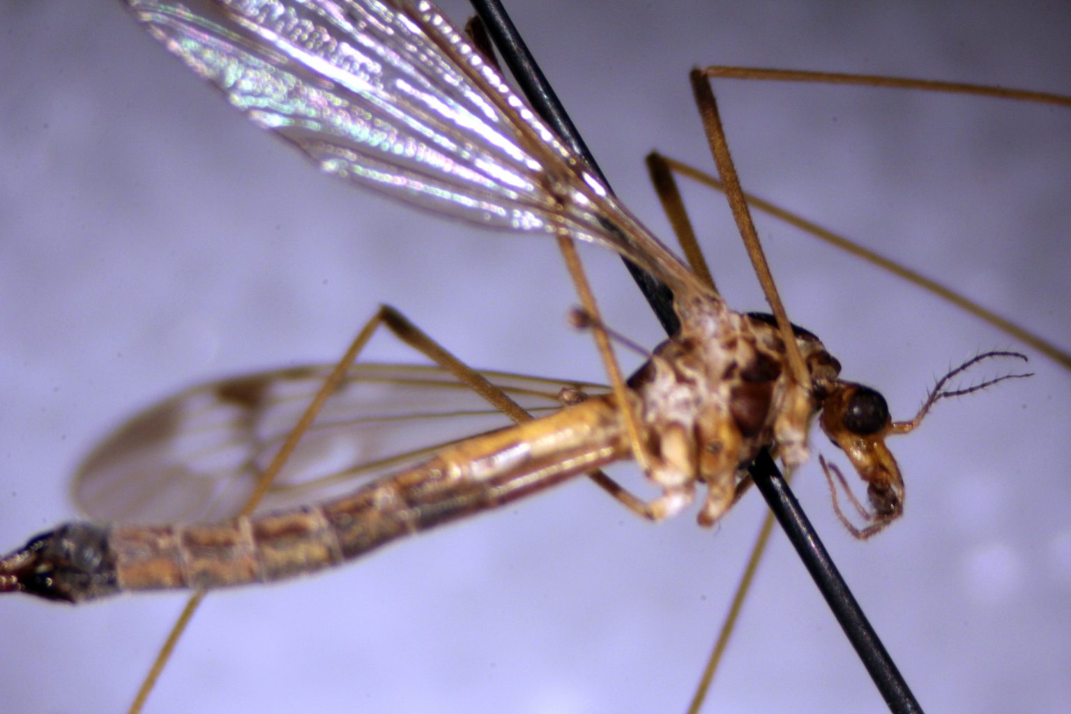 Diptera – Nematocera – UNBC BIOL 322, Entomology