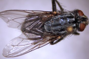 Diptera – Brachycera – Muscomorpha – UNBC BIOL 322, Entomology