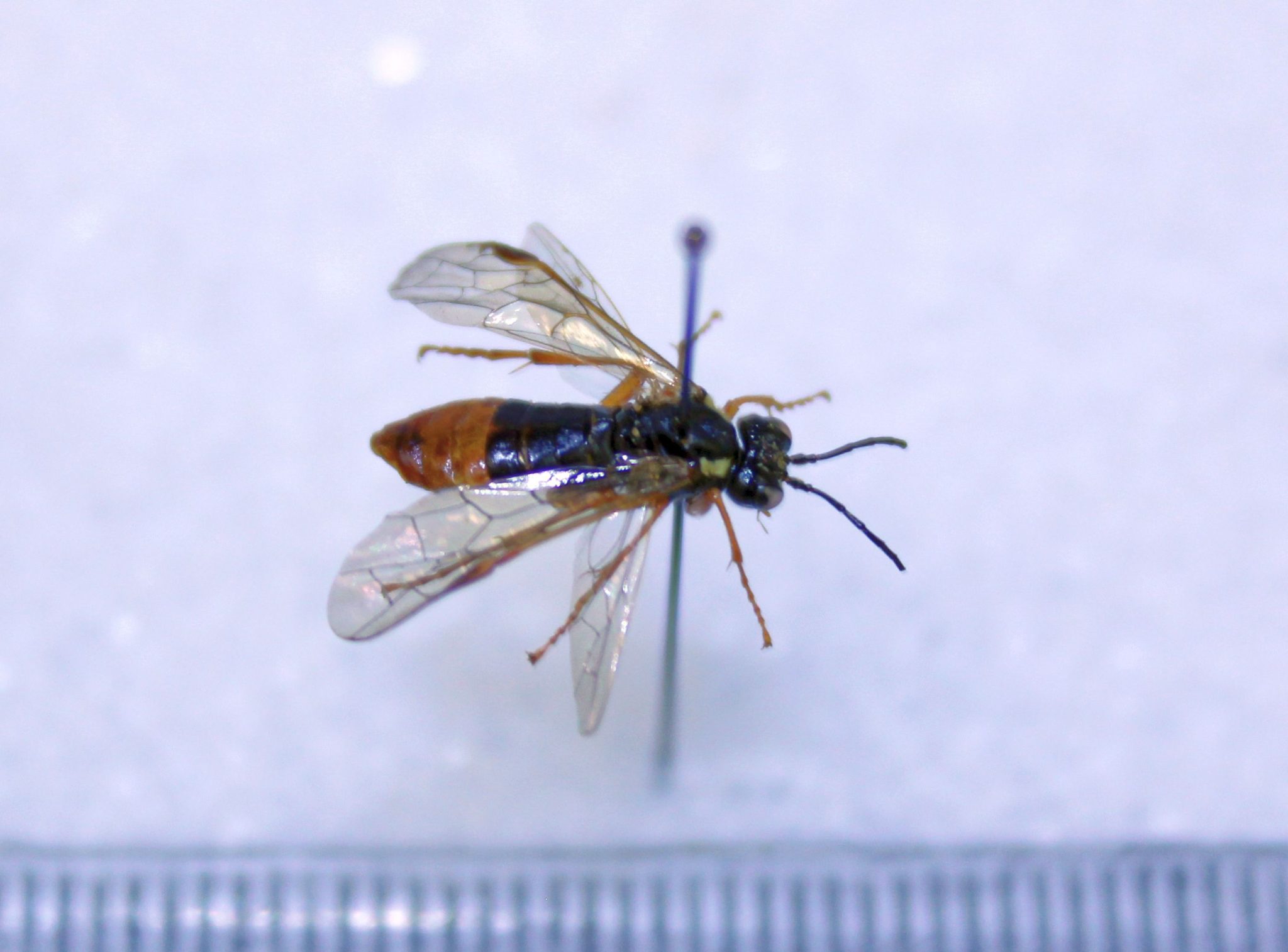 Symphyta – UNBC BIOL 322, Entomology