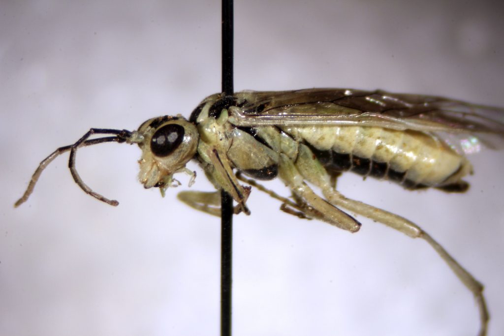 Symphyta – UNBC BIOL 322, Entomology