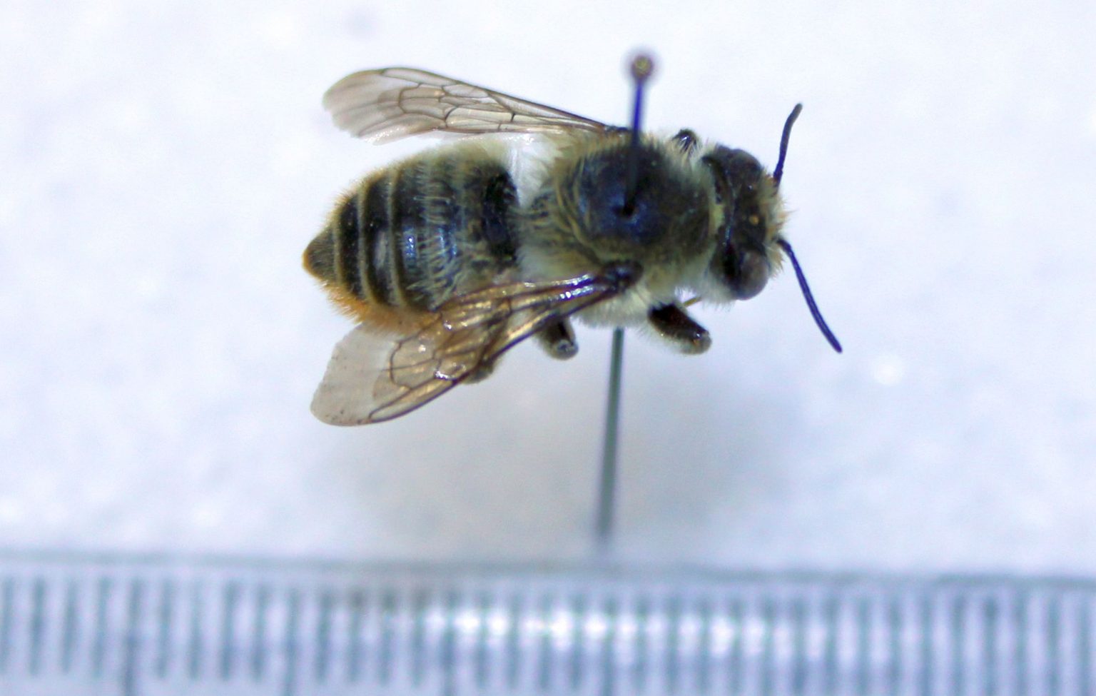 Some Key Characteristics – UNBC BIOL 322, Entomology