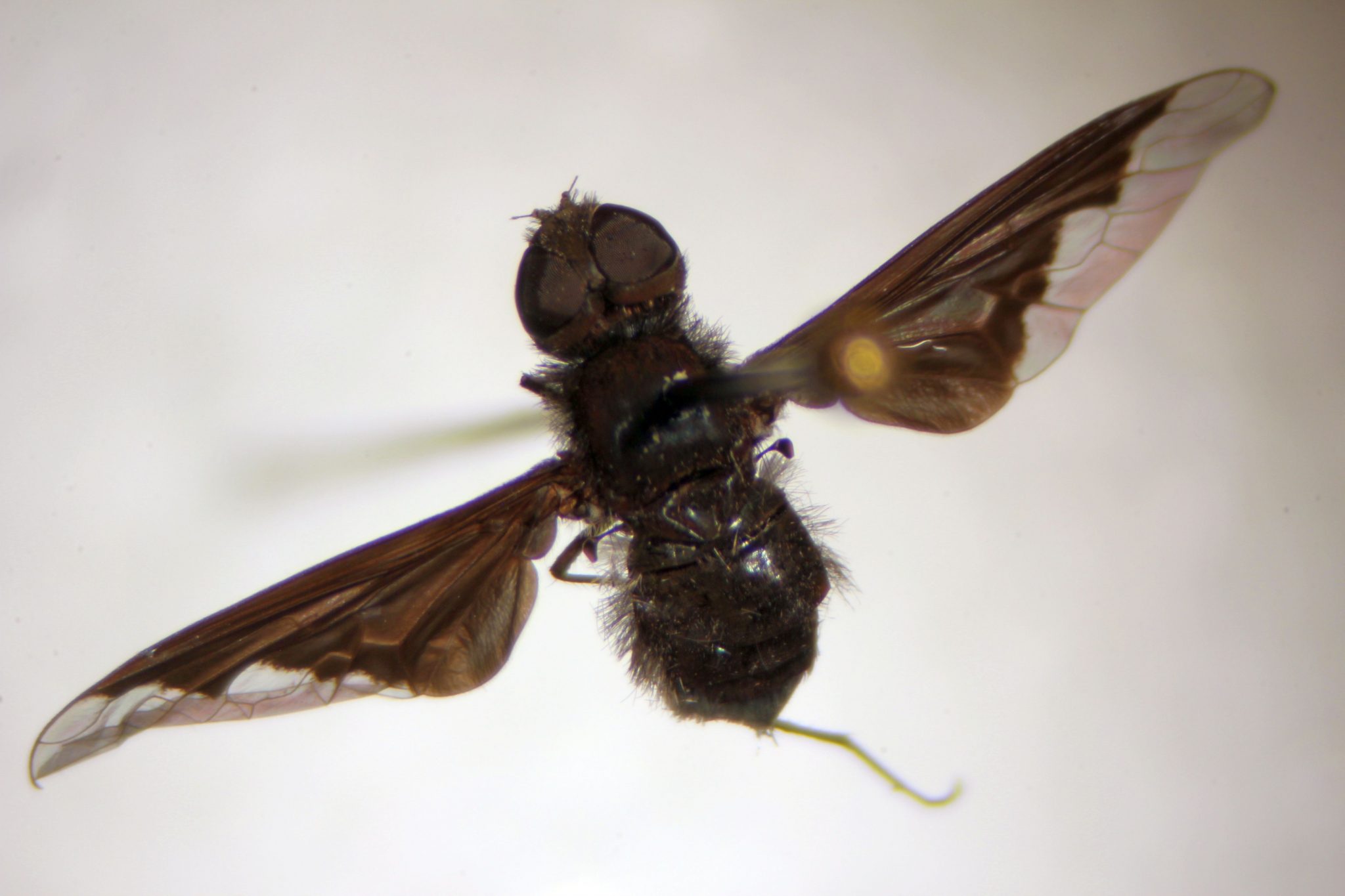 Diptera – Brachycera – UNBC BIOL 322, Entomology