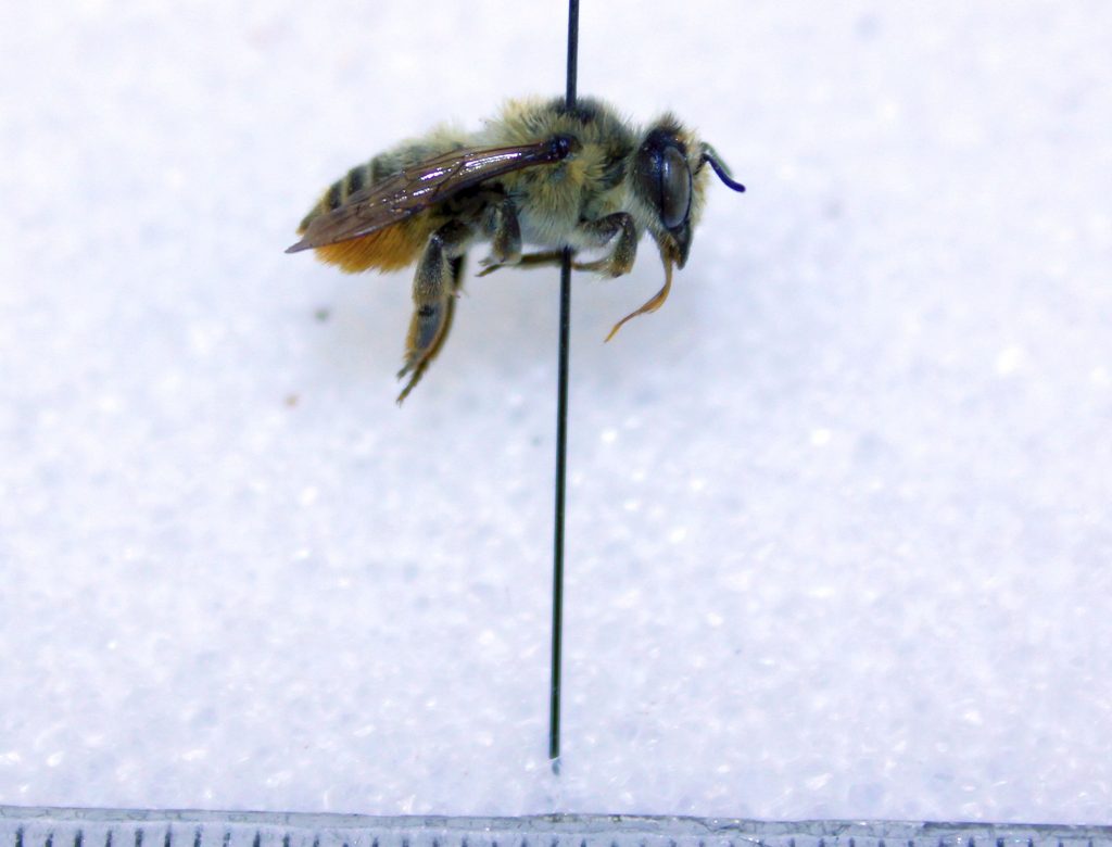 Apocrita II – UNBC BIOL 322, Entomology