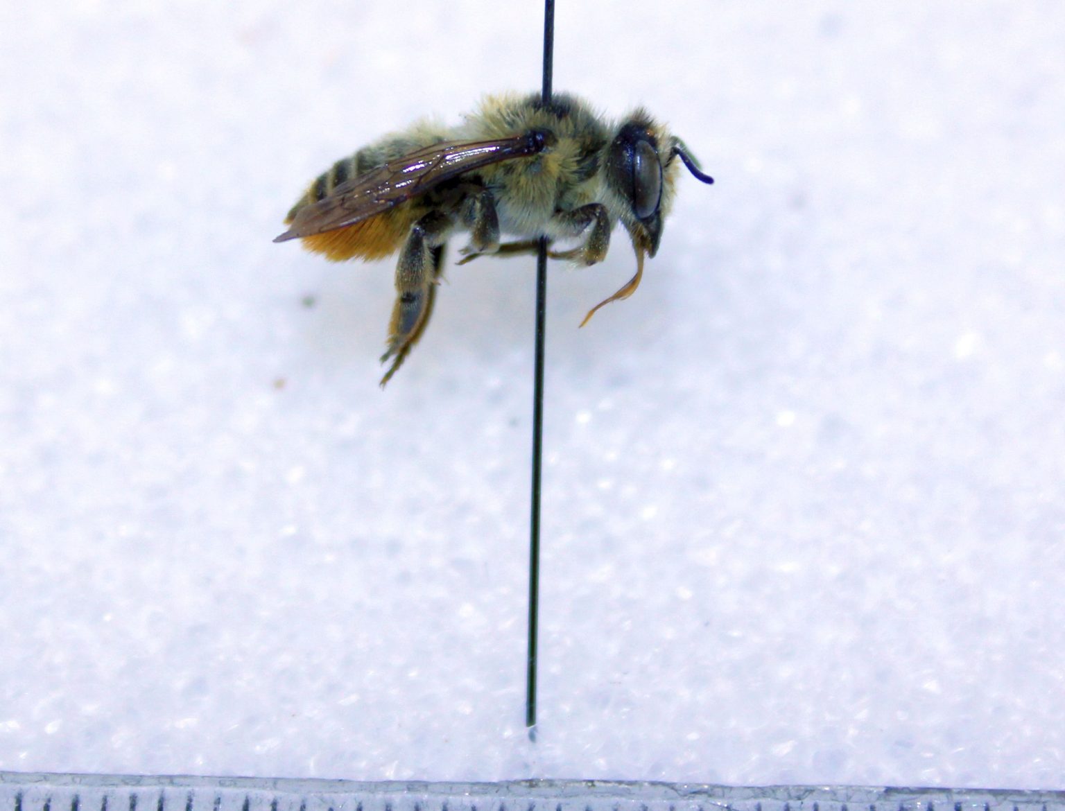 Apocrita II – UNBC BIOL 322, Entomology