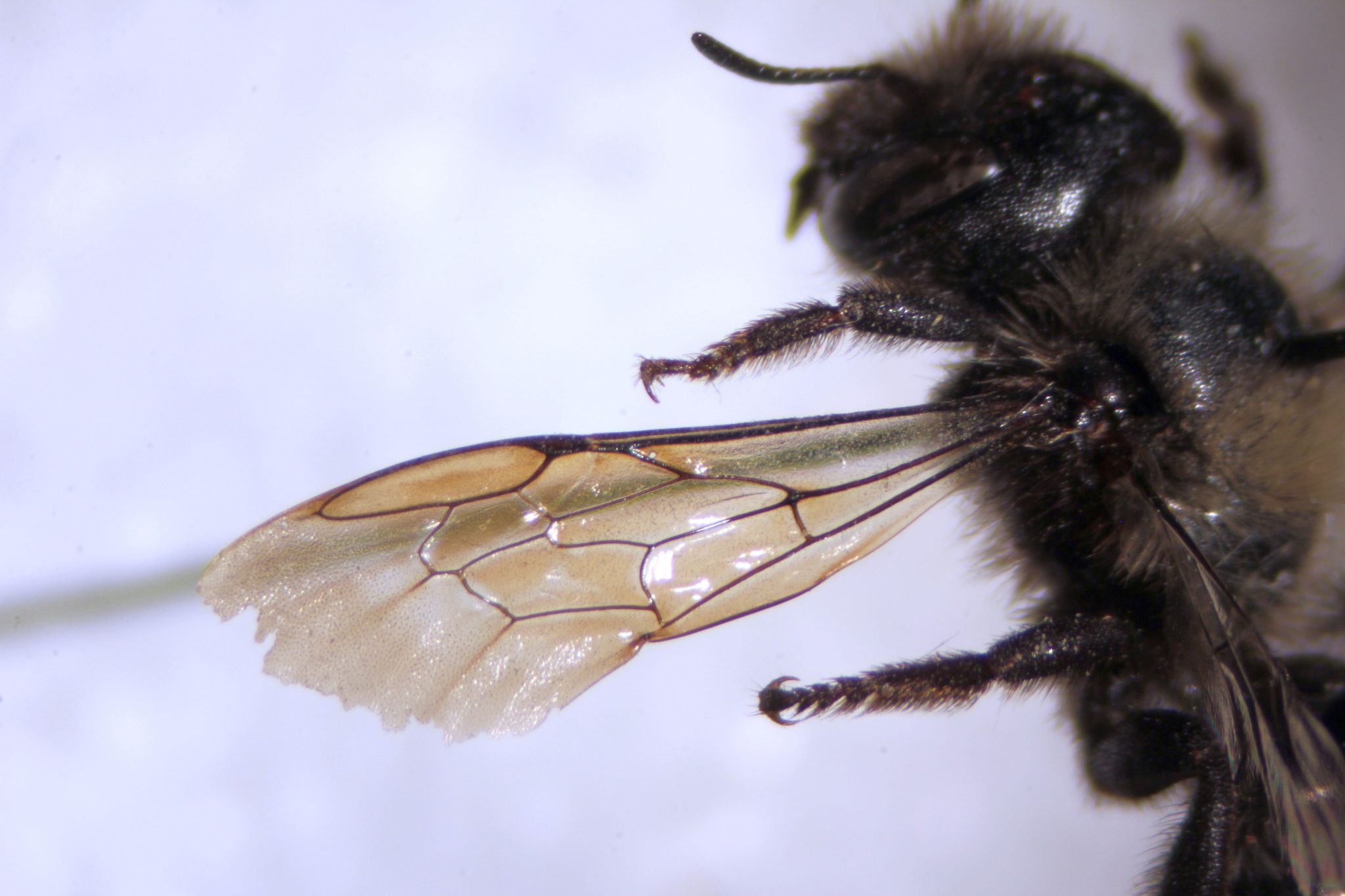 Apocrita II – UNBC BIOL 322, Entomology