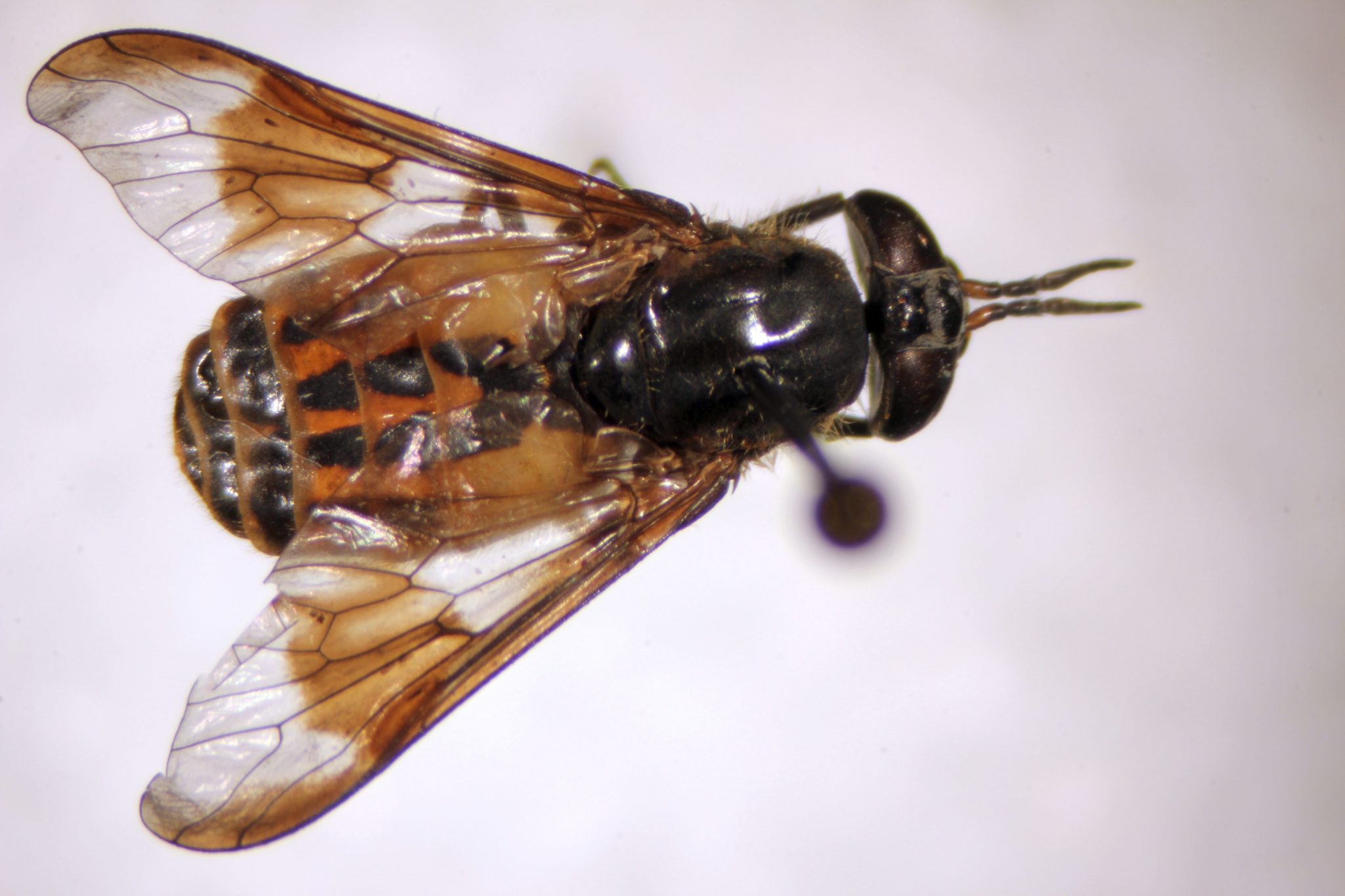 Diptera – Brachycera – UNBC BIOL 322, Entomology