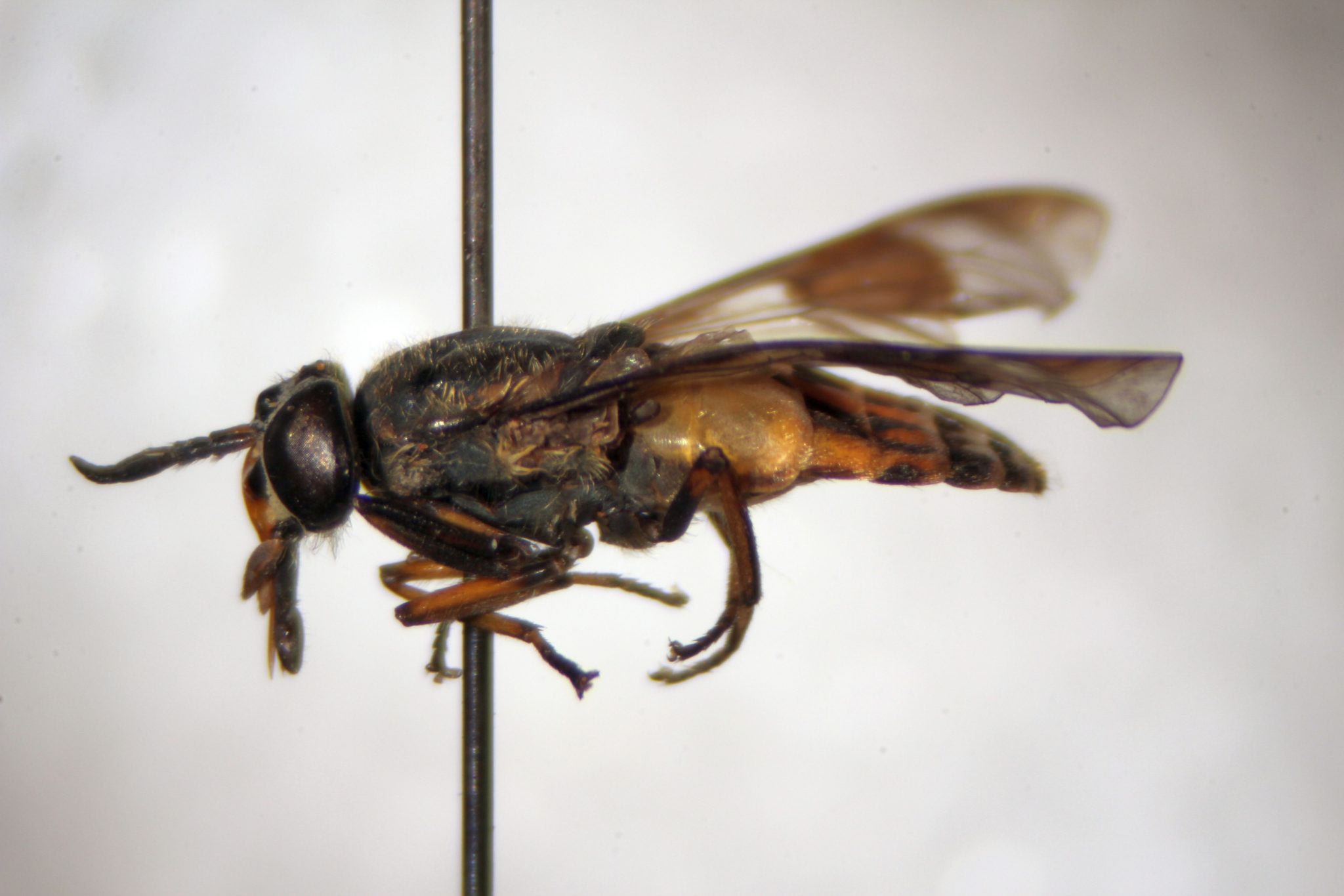 Diptera – Brachycera – UNBC BIOL 322, Entomology