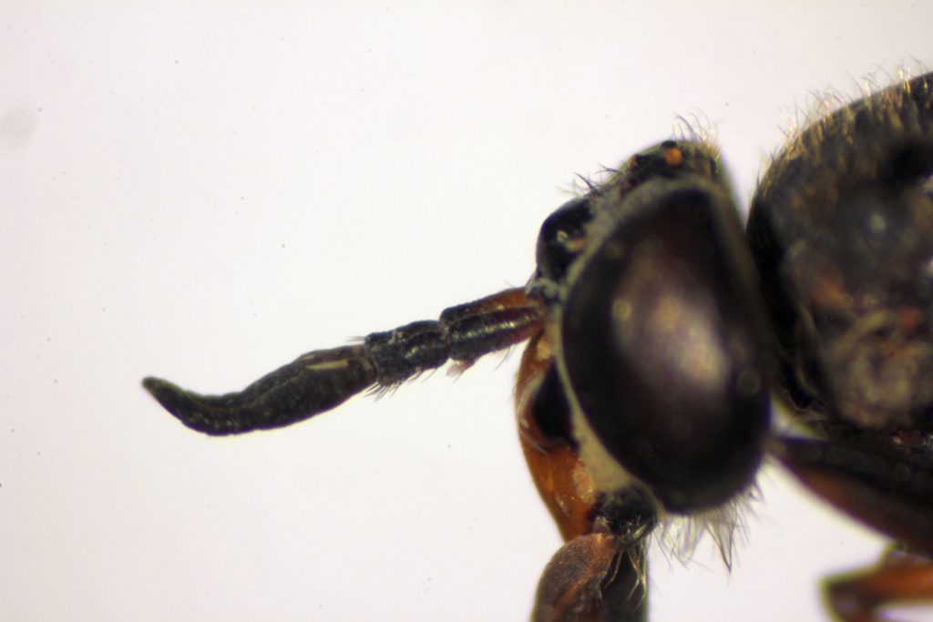 Diptera – Introduction – UNBC BIOL 322, Entomology