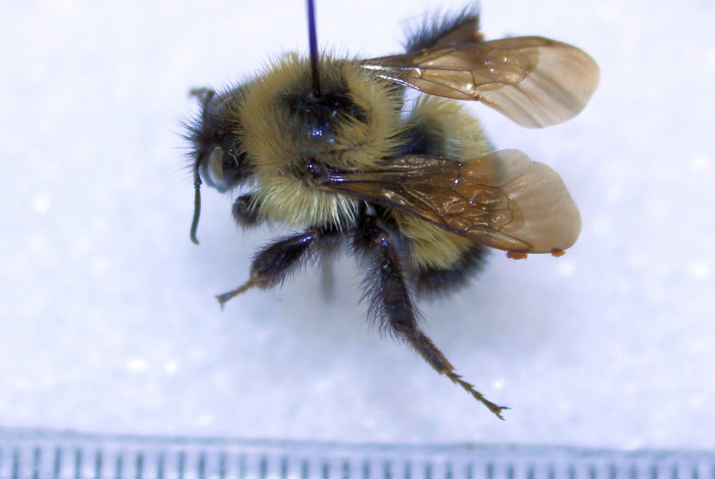 Apocrita II – UNBC BIOL 322, Entomology