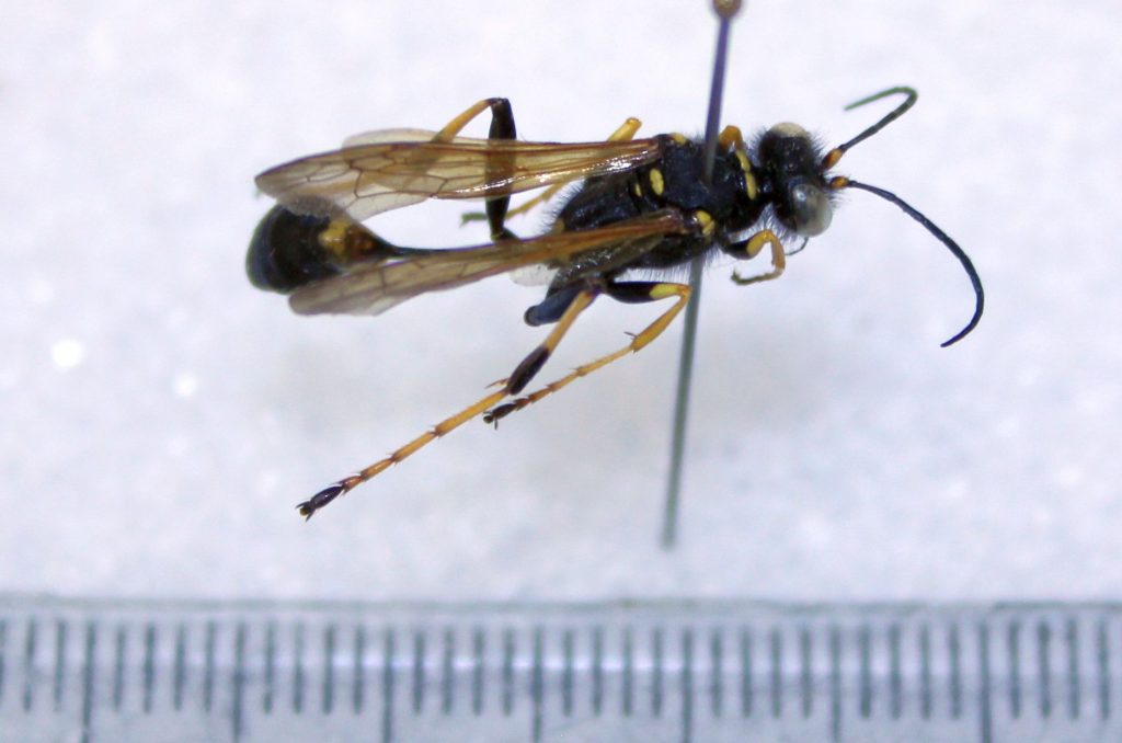 Apocrita I – UNBC BIOL 322, Entomology