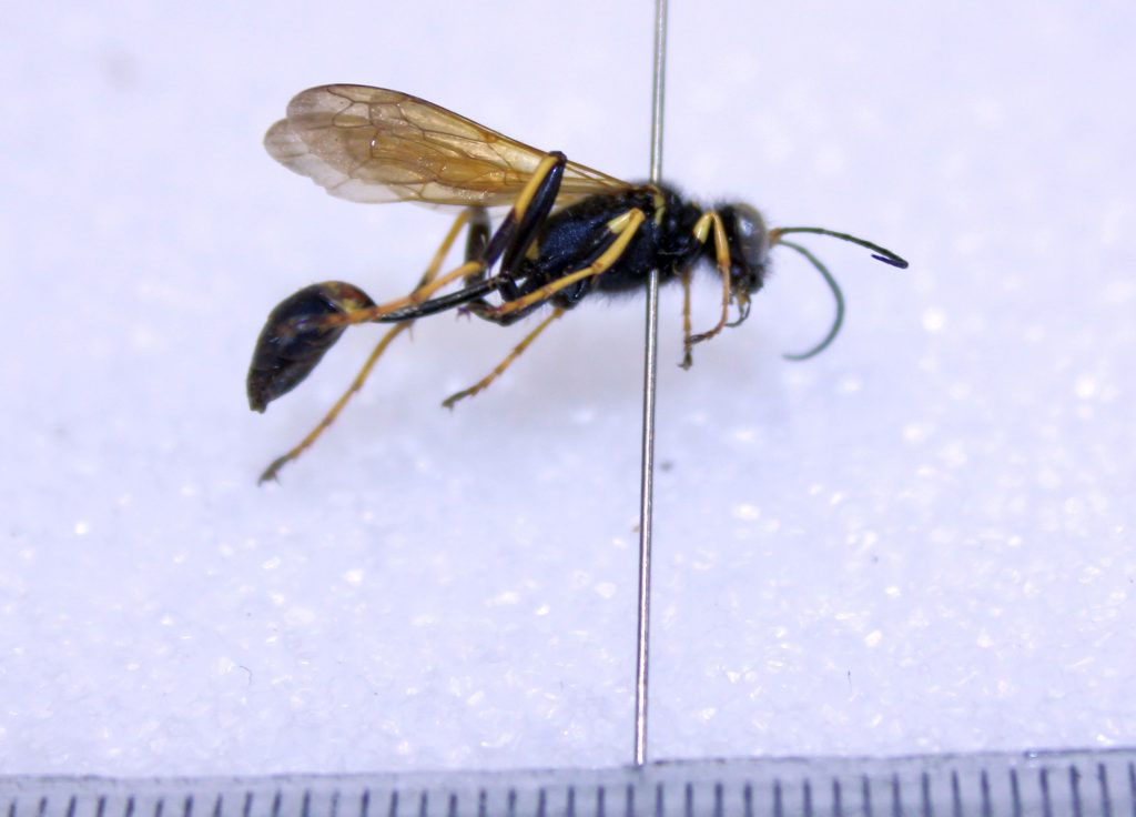 Apocrita I – UNBC BIOL 322, Entomology