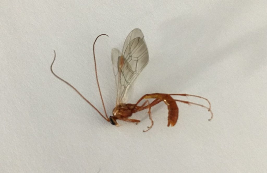 Apocrita I – UNBC BIOL 322, Entomology